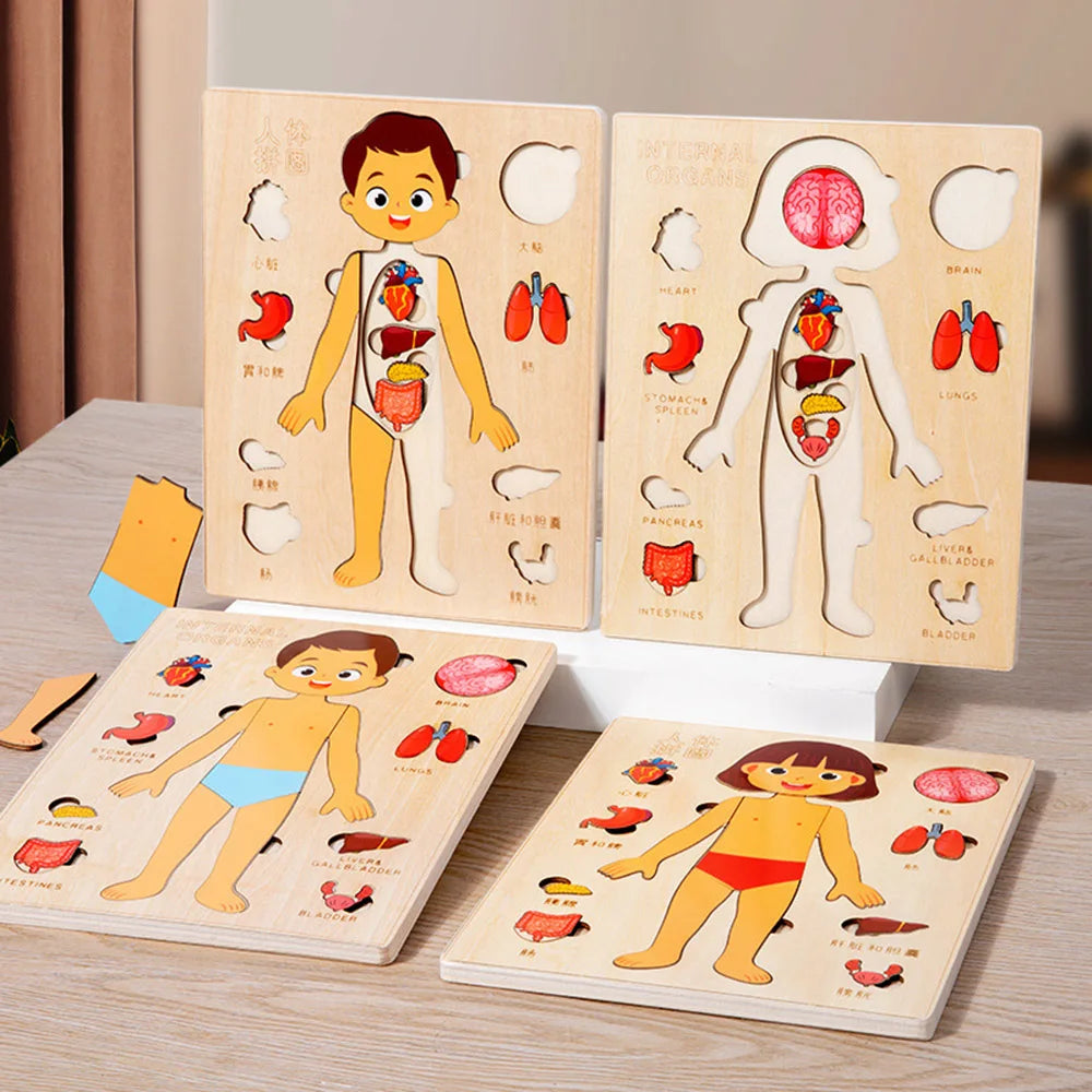 Montessori Human Body Jigsaw Puzzle – Montessori Toys